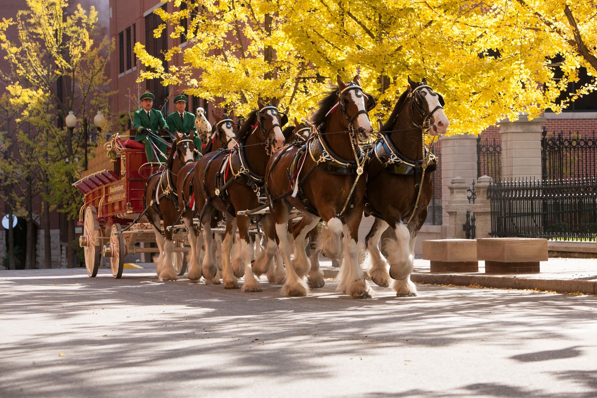 Budweiser Clydesdales Parade | Access Aggieville